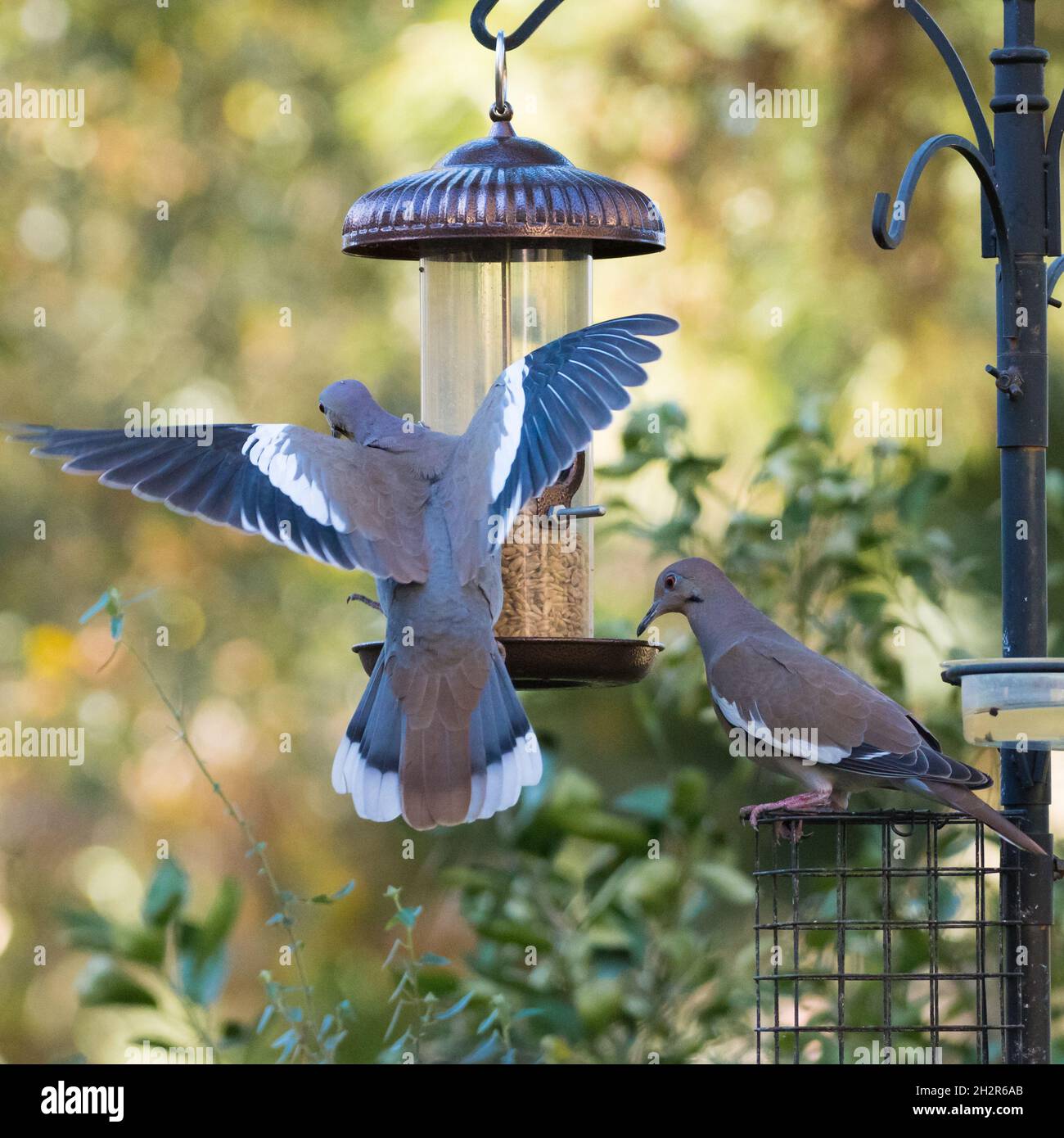 Two white-winged doves at the feeder, one flapping and one watching ...