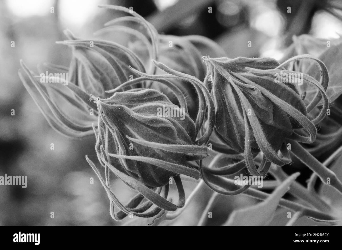 Abstract flower buds Black and White Stock Photos & Images - Alamy