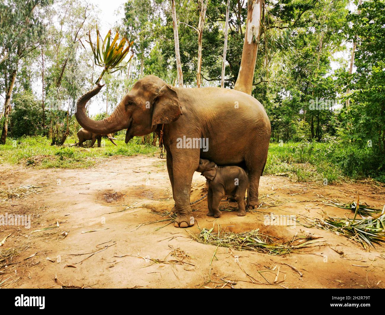 Mother elephant with her cute baby elephant in the forest with trees in ...