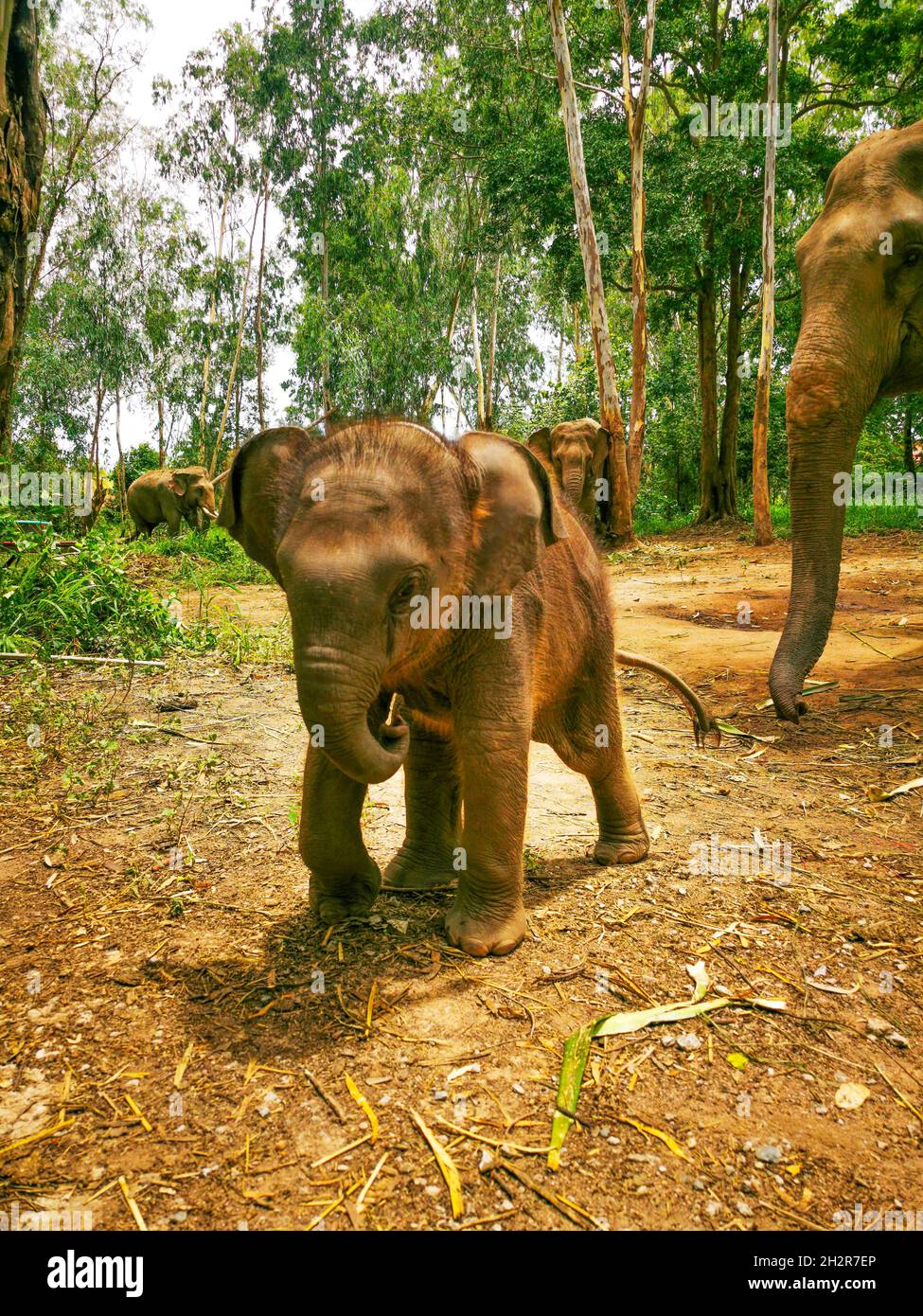Cute baby elephant in the forest with dense green trees in the ...