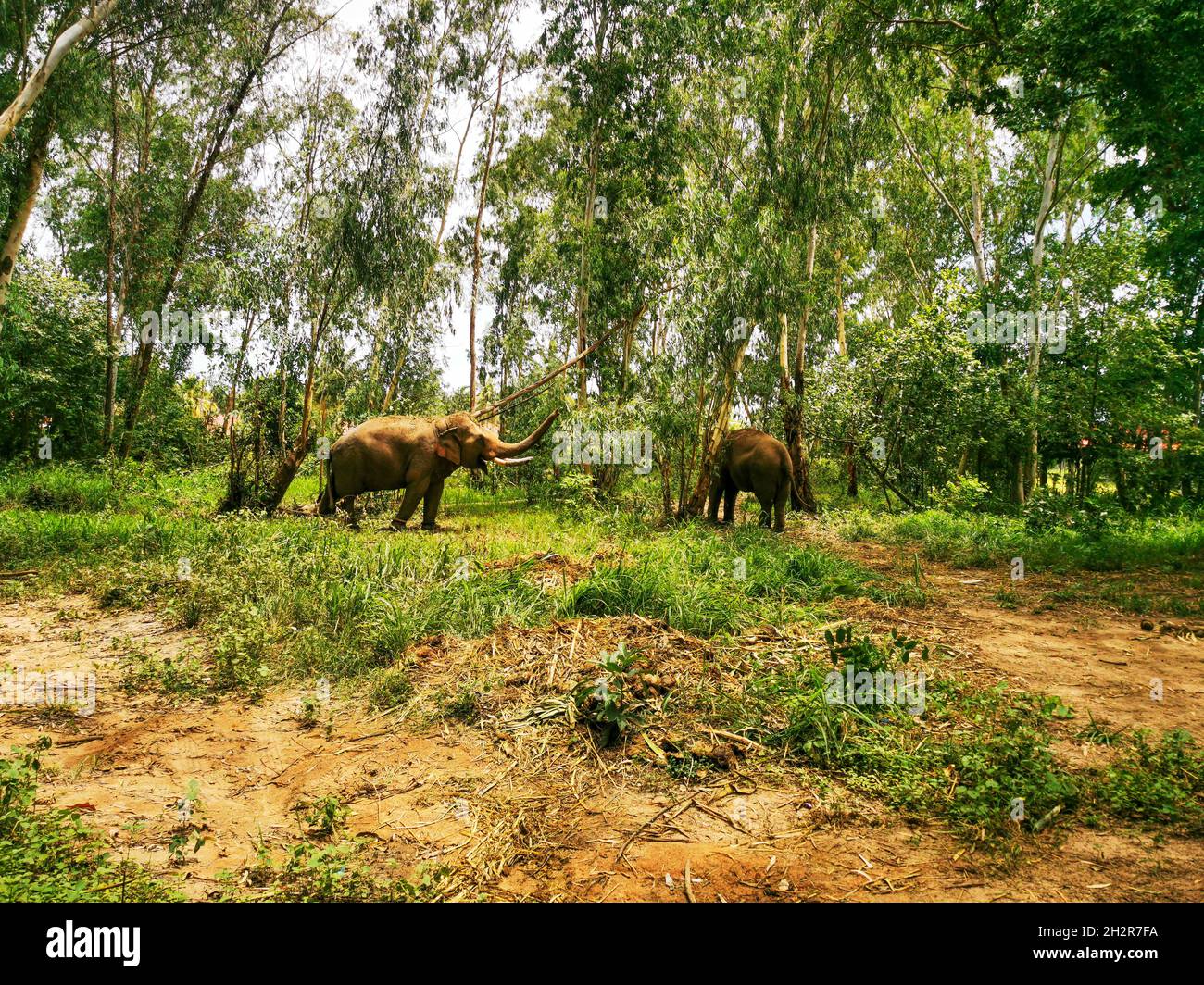 Two elephants in the forest with dense vegetation on a sunny day Stock ...