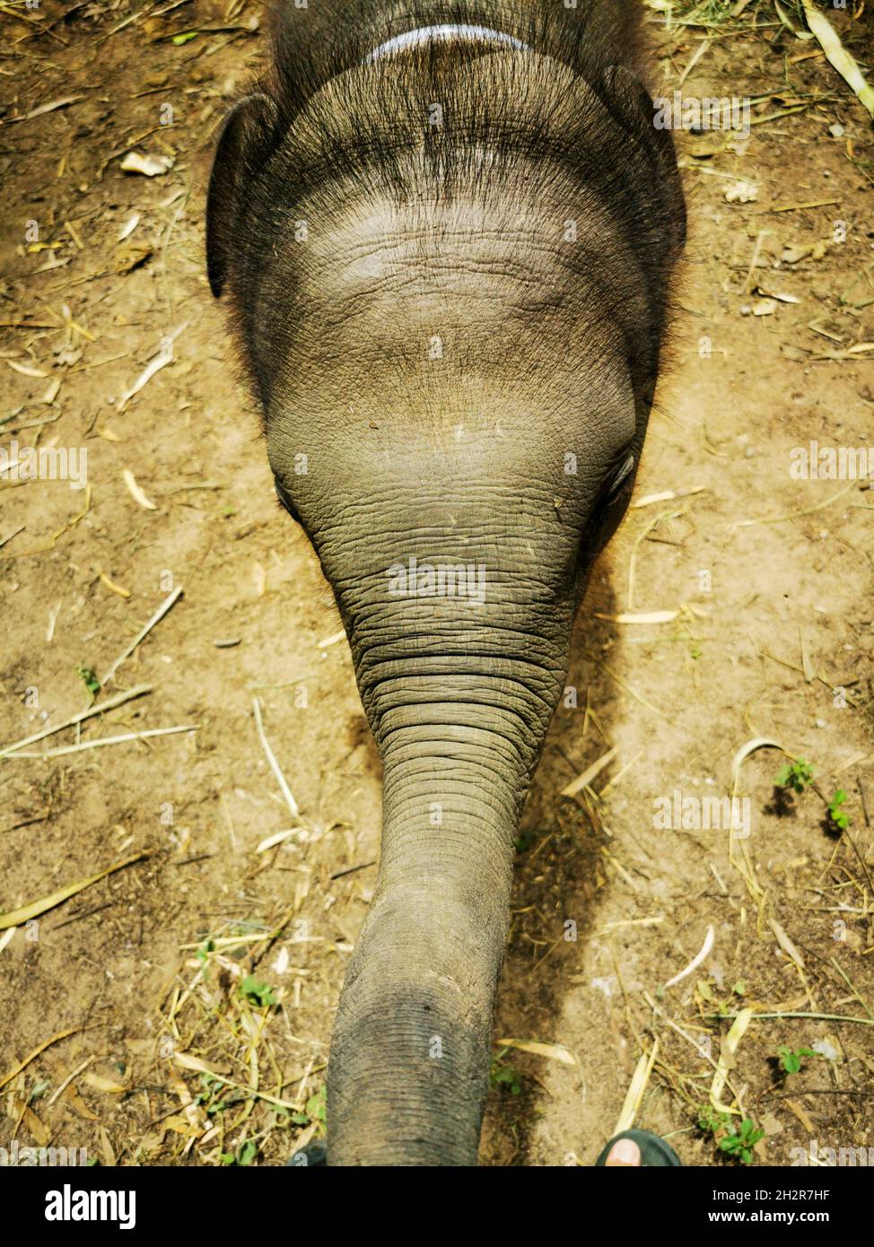 Elephant trunk lifted hi-res stock photography and images - Alamy