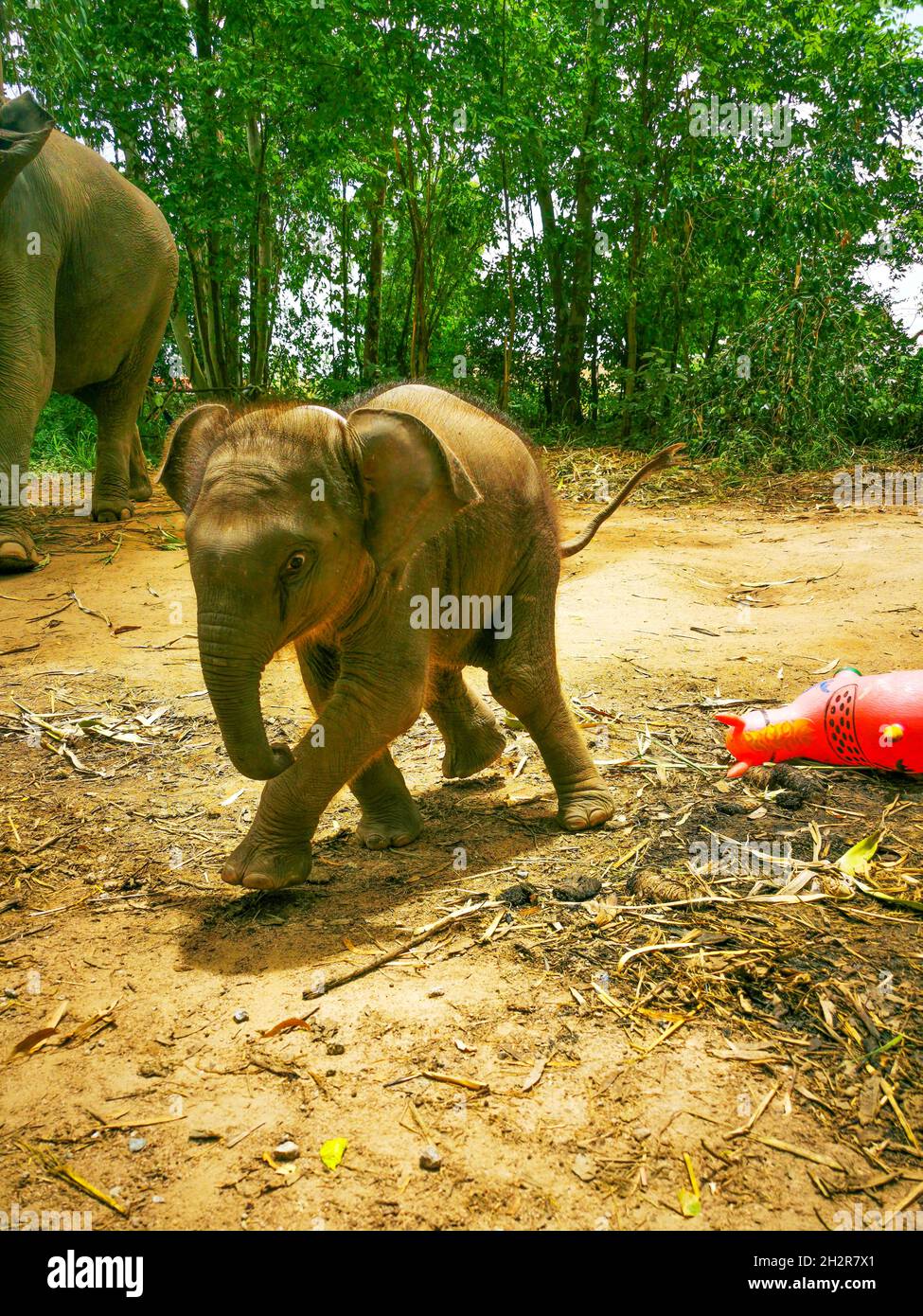 Cute baby elephant in the forest with dense green trees in the ...