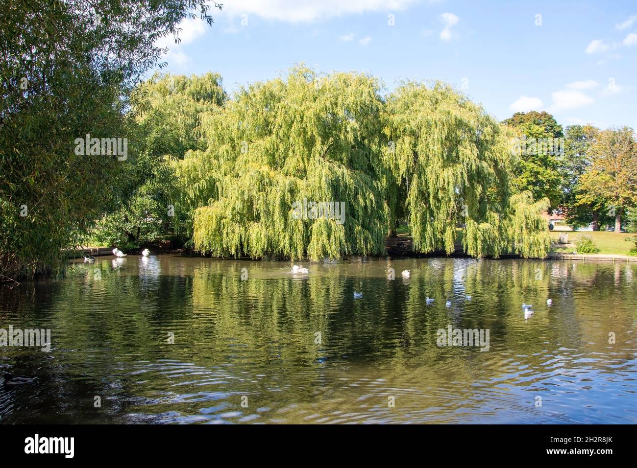 Weeping willow hi-res stock photography and images - Alamy