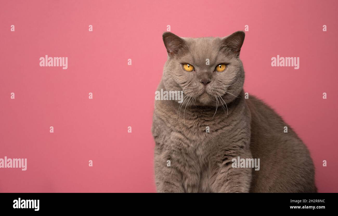 fluffy lilac brown british shorthair cat looking at camera portrait on ...