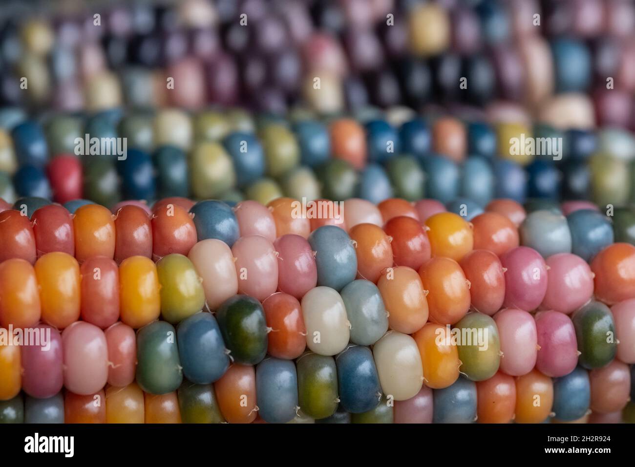 Macro photo of Zea Mays gem glass corn cobs with rainbow coloured ...