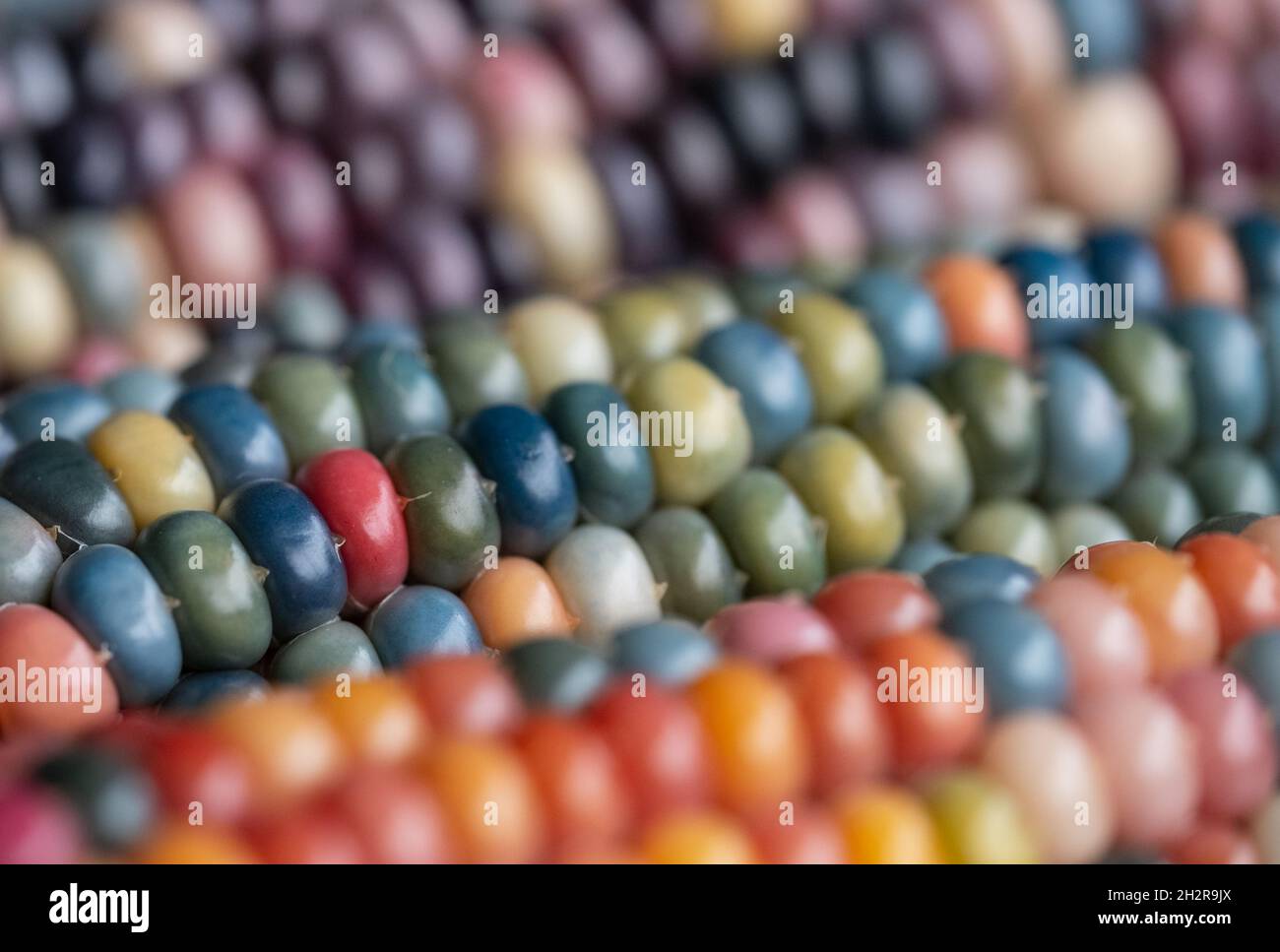 Macro photo of Zea Mays gem glass corn cobs with rainbow coloured ...