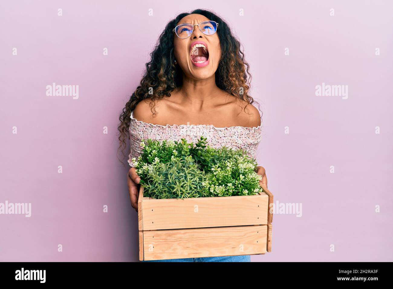 Young latin woman holding wooden plant pot angry and mad screaming ...