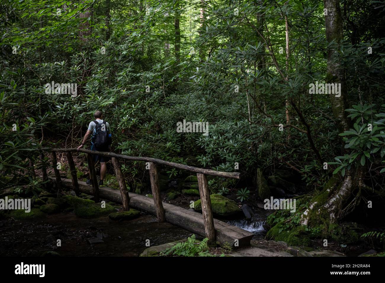 Man crosses log bridge in Smokies forest in summer Stock Photo - Alamy