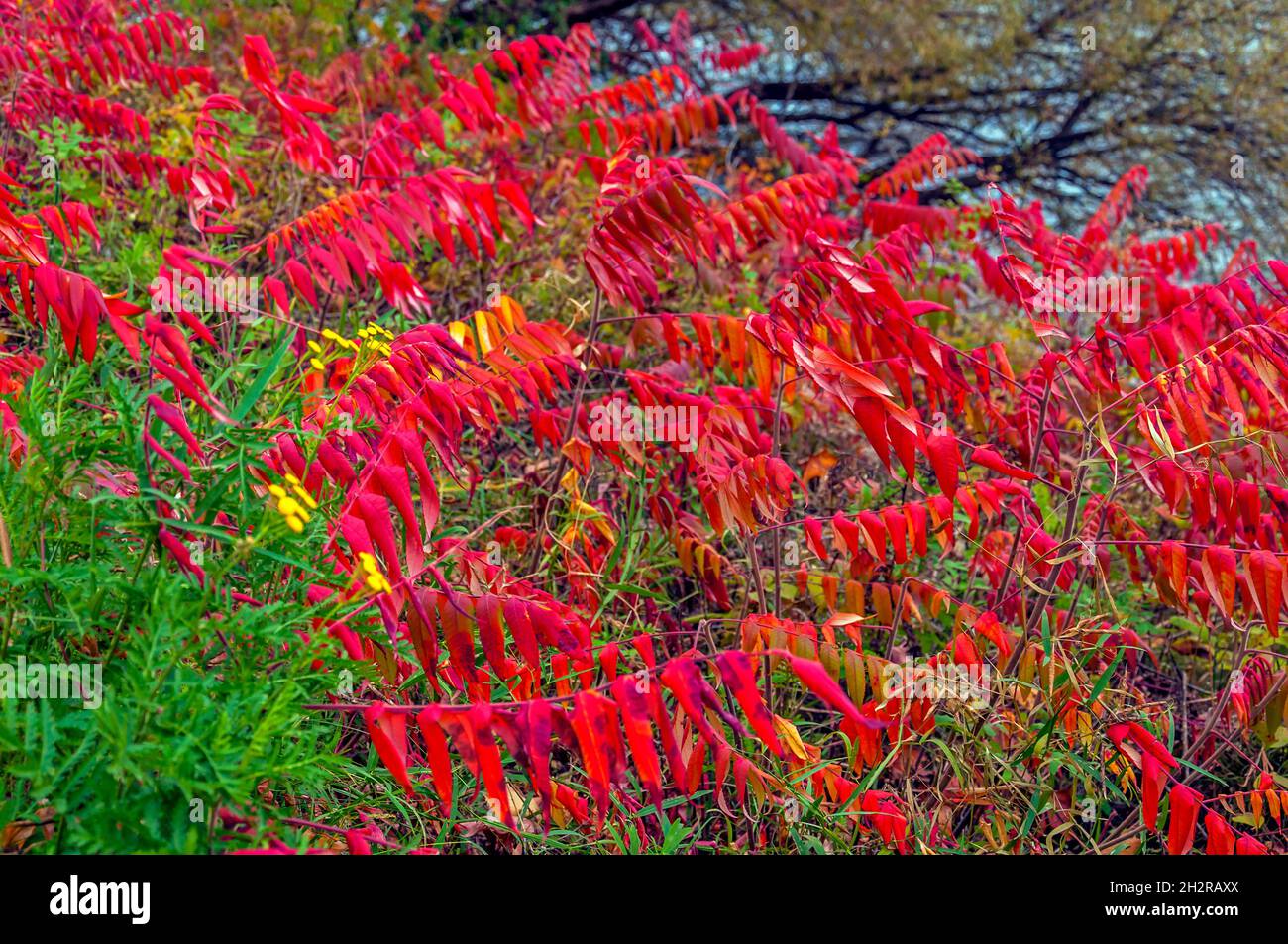 Red Staghorn Sumac bush in northern Wisconsin Stock Photo - Alamy