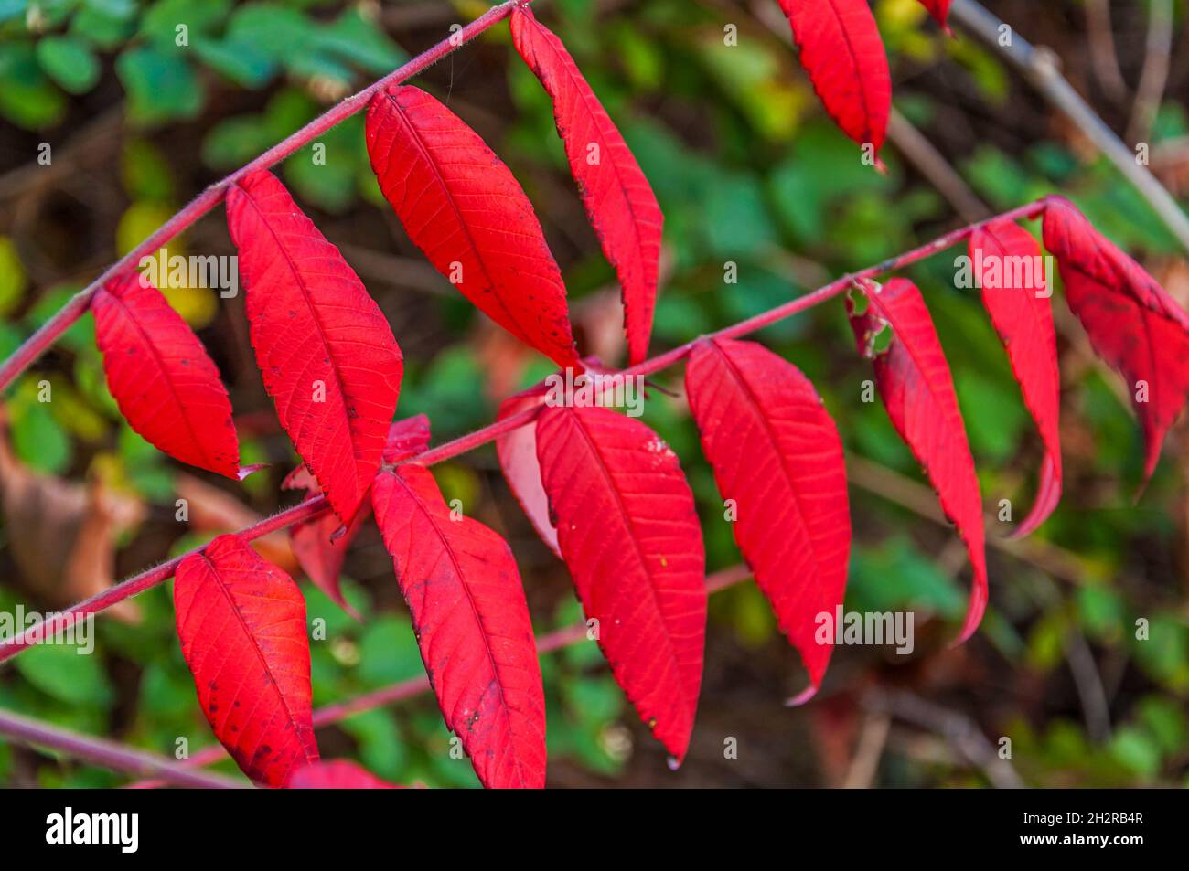 Red Staghorn Sumac bush in northern Wisconsin Stock Photo - Alamy