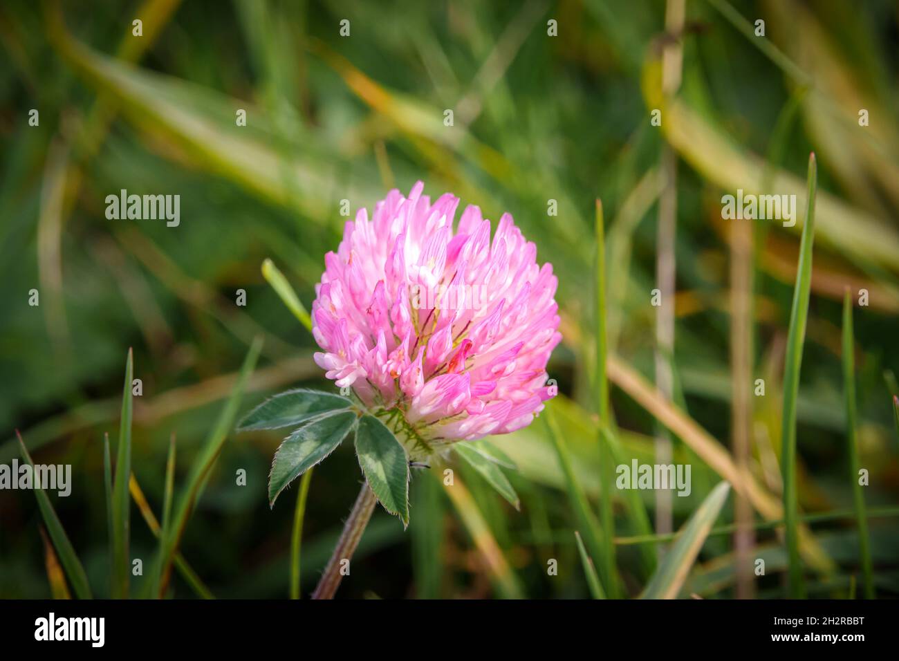 close up of a beautiful Pink Clover flower (Trifolium pratense) in ...