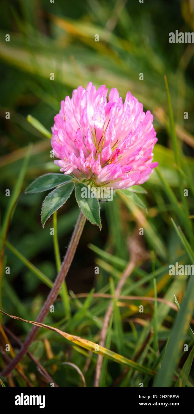 close up of a beautiful Pink Clover flower (Trifolium pratense) in ...