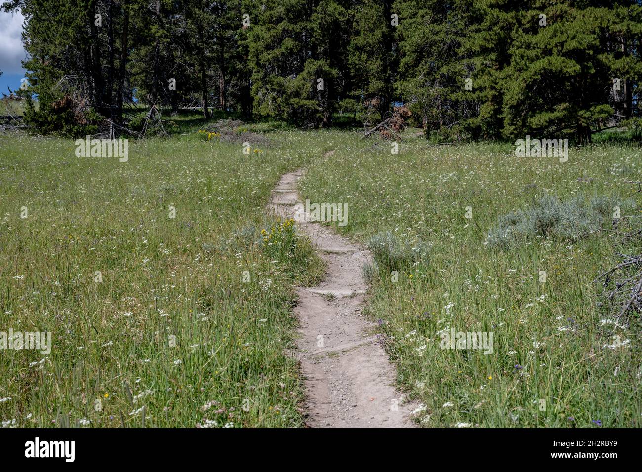 Path Leads Through Flat Field of Grass and Wildflowers in Yellowstone ...