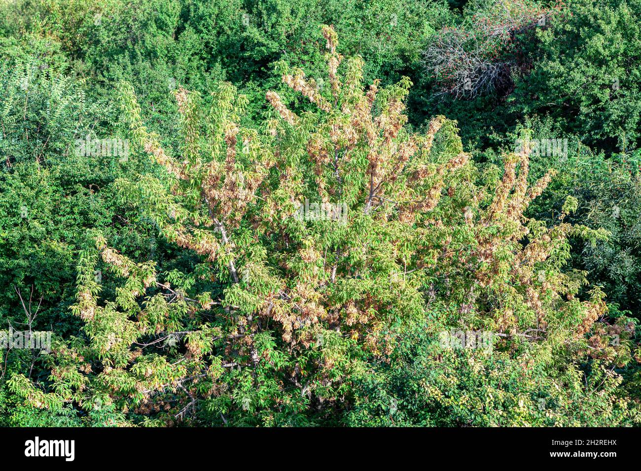 Trees green leaves foliage top wall background view hi-res stock ...