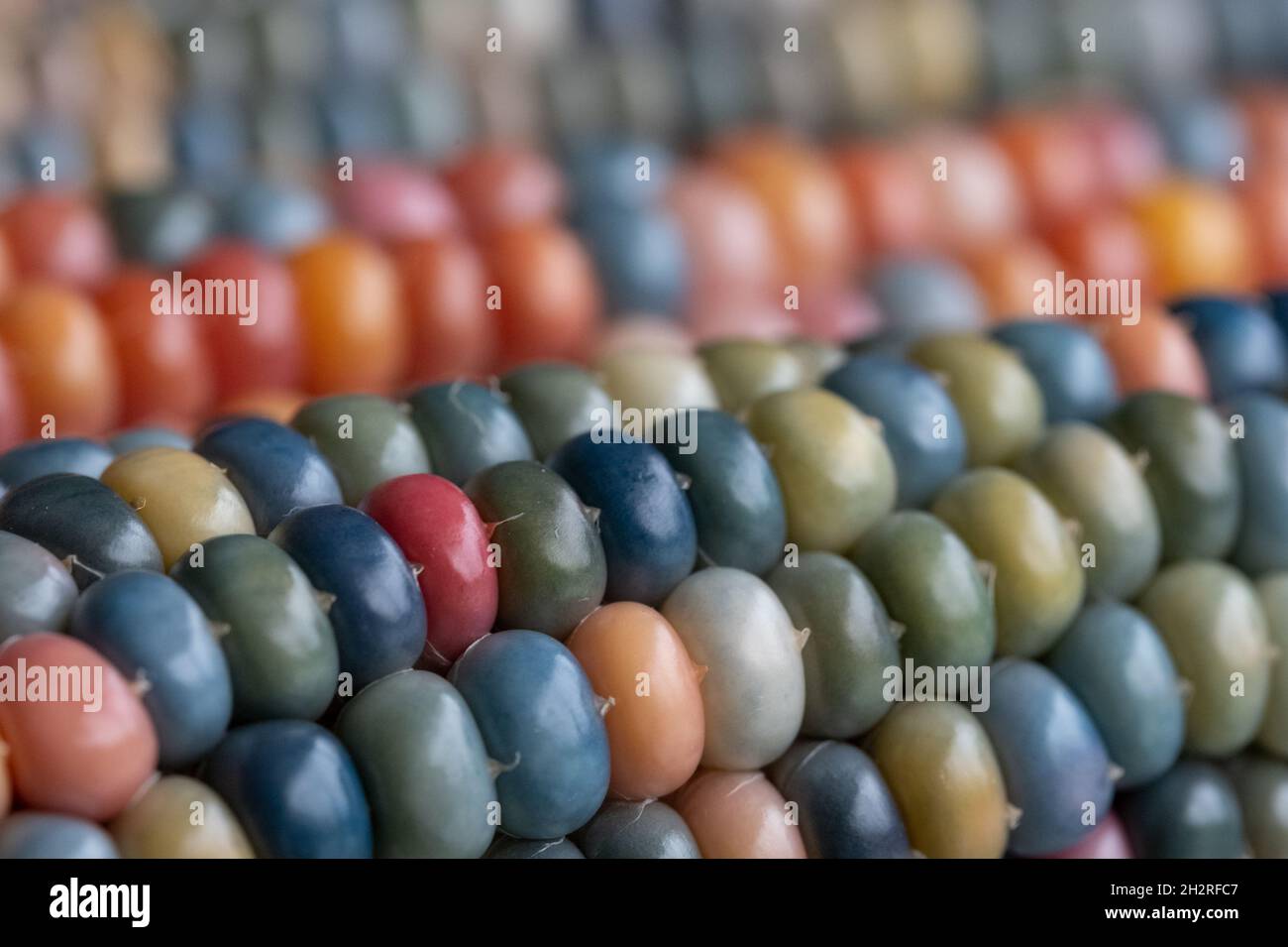 Macro photo of Zea Mays gem glass corn cobs with rainbow coloured ...
