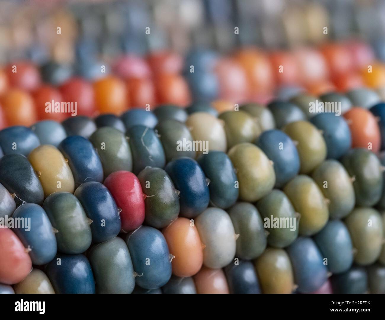 Macro photo of Zea Mays gem glass corn cobs with rainbow coloured ...