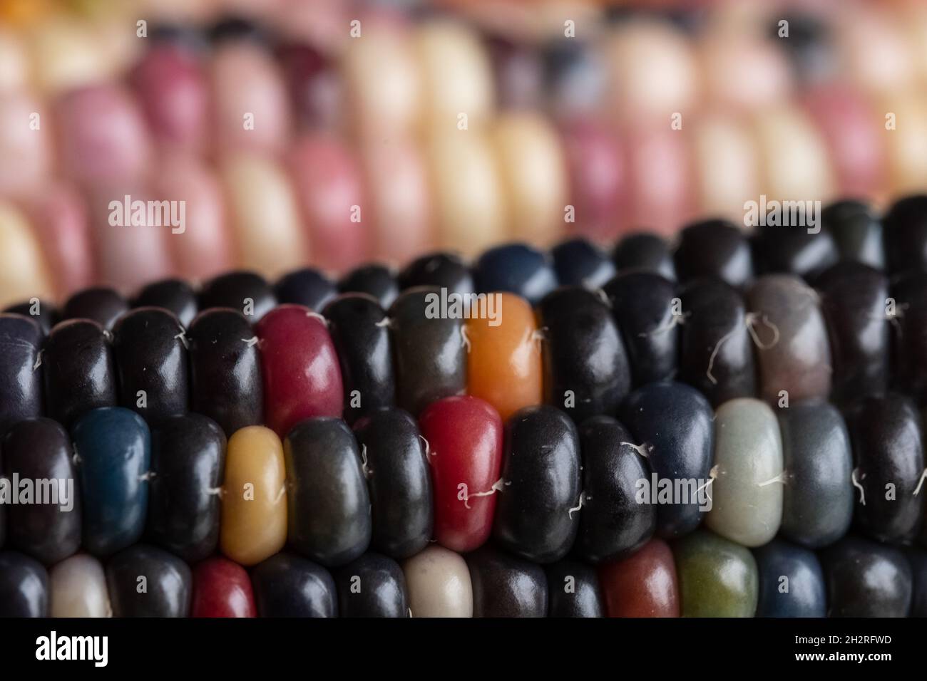 Macro photo of Zea Mays gem glass corn cobs with rainbow coloured ...