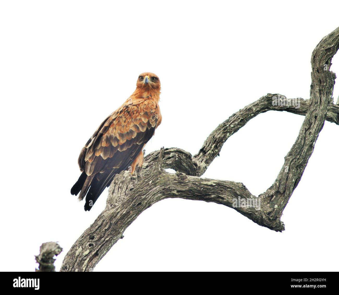Dead tree as habitat Cut Out Stock Images & Pictures - Alamy