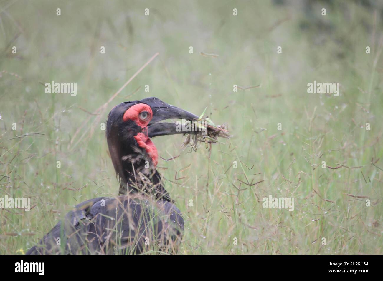 Kaffir horned raven hi-res stock photography and images - Alamy