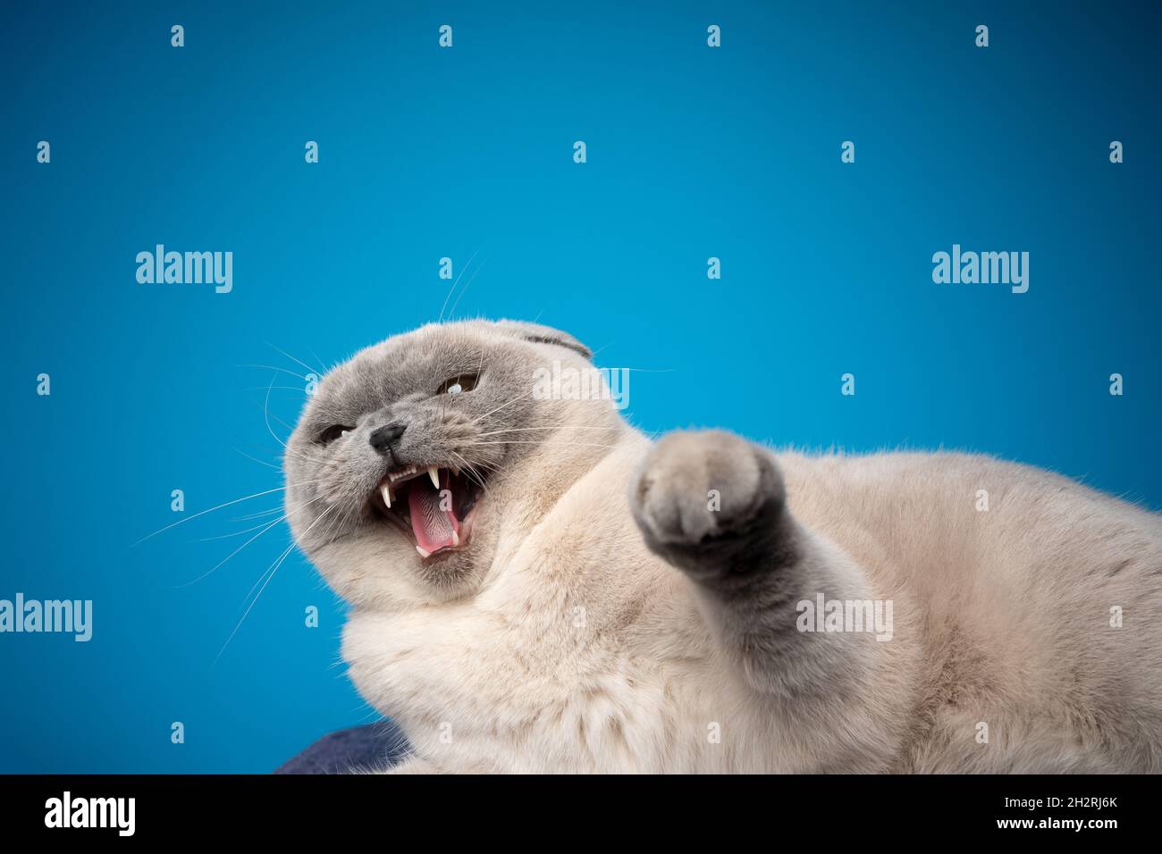angry scottish fold cat hissing at camera raising paw on blue ...