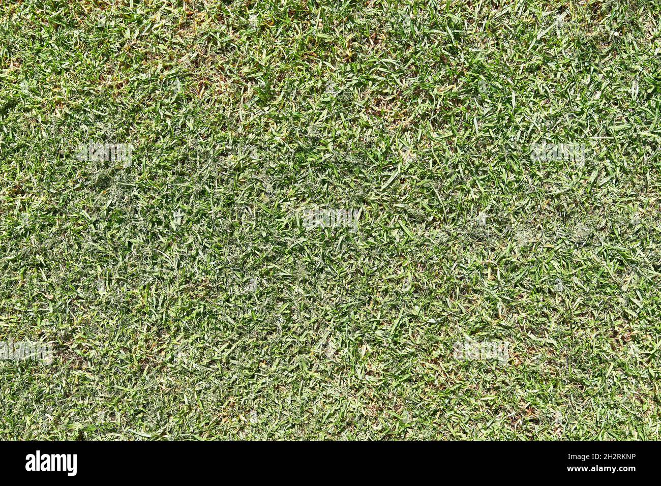 Beautiful grass texture image Stock Photo - Alamy