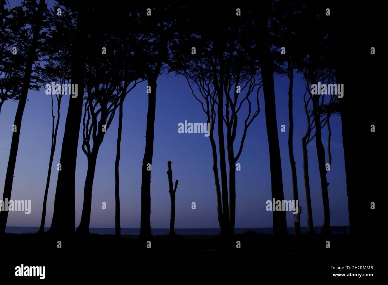 water forest night Stock Photo - Alamy