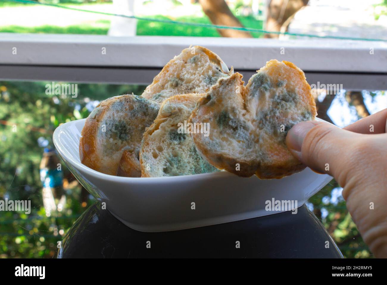 Man hand holding some molded bread slices in a white ceramic plate ...