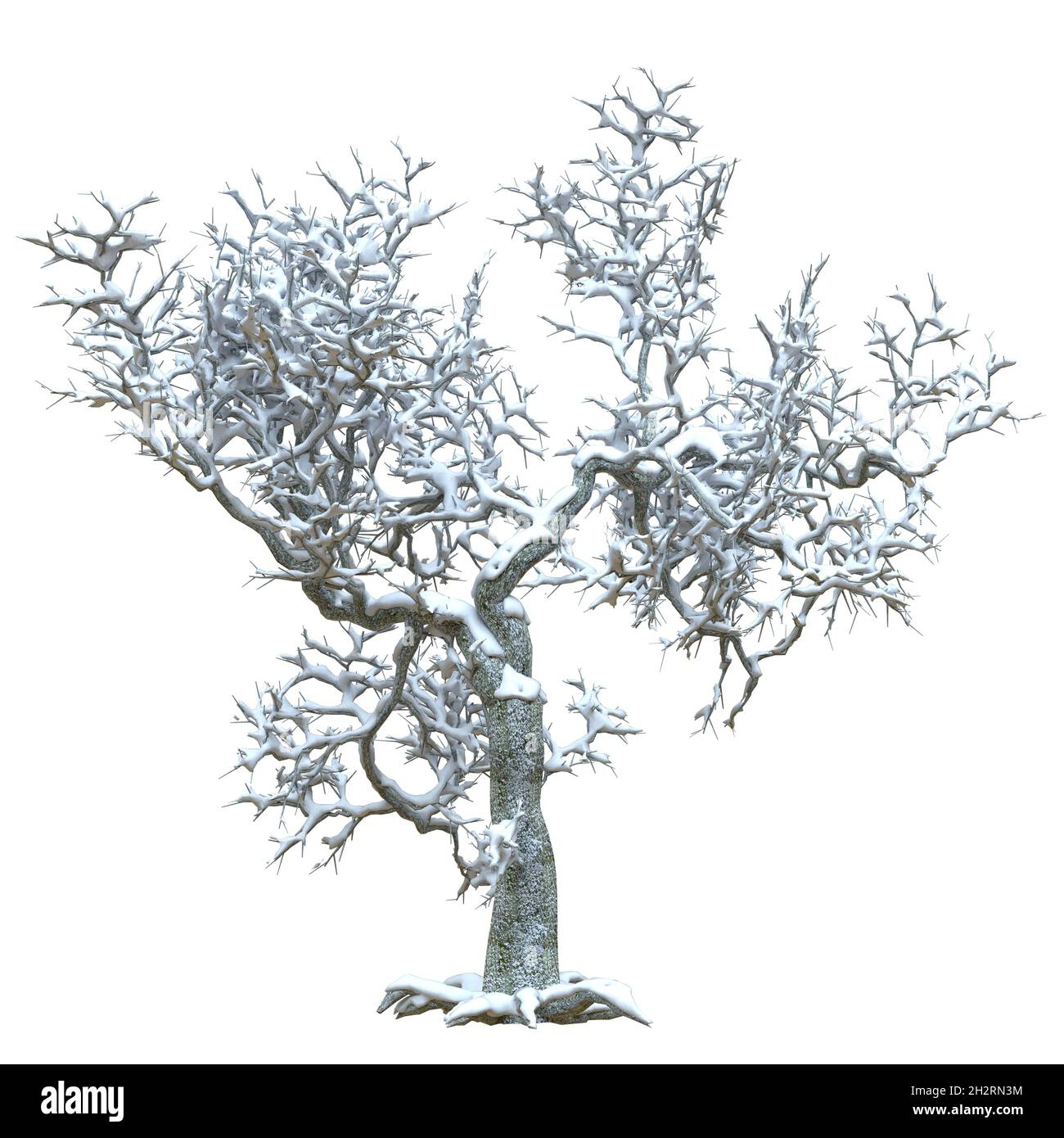 3D illustration winter tree under the snow isolated on white background ...