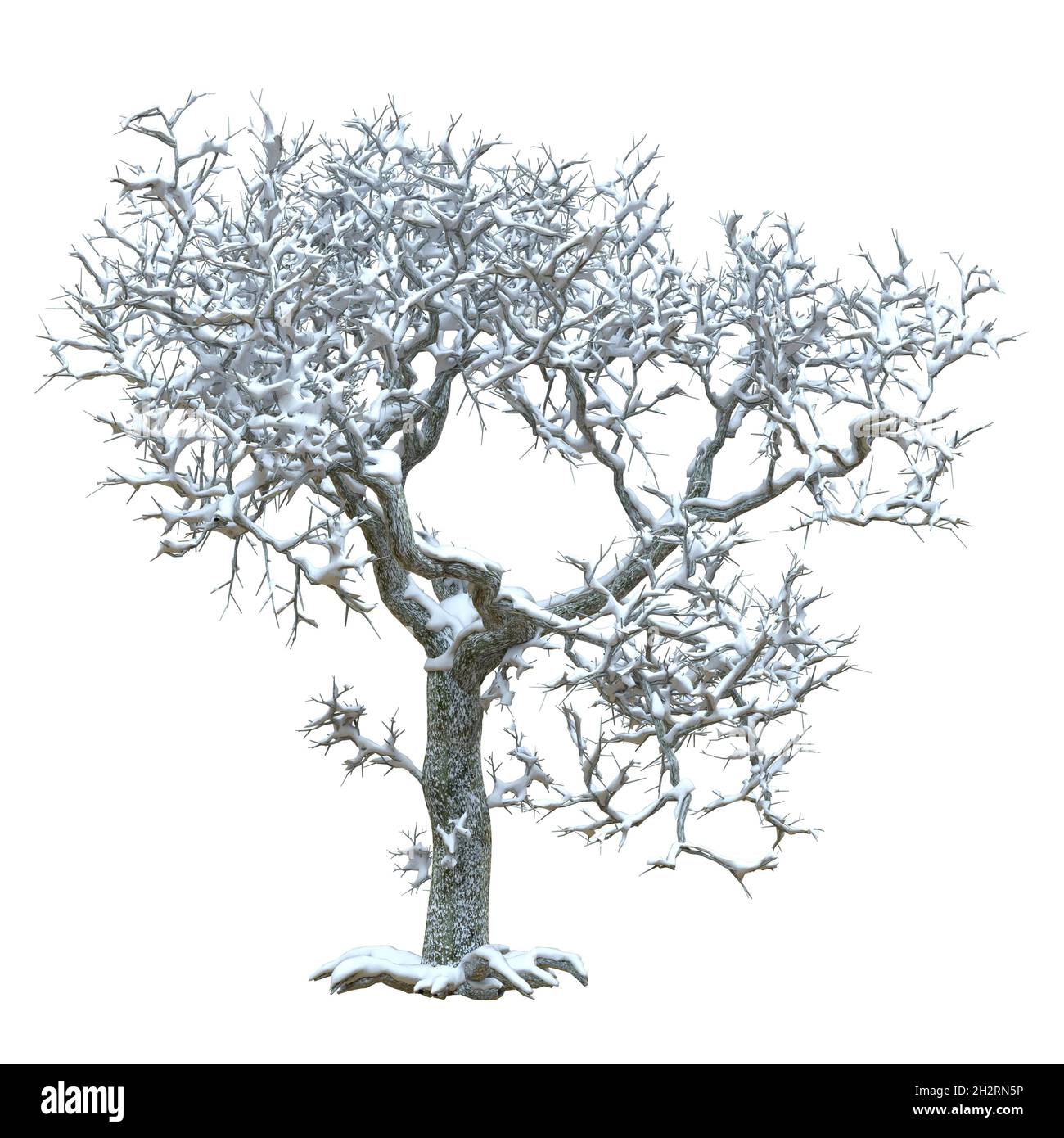 3D illustration winter tree under the snow isolated on white background ...