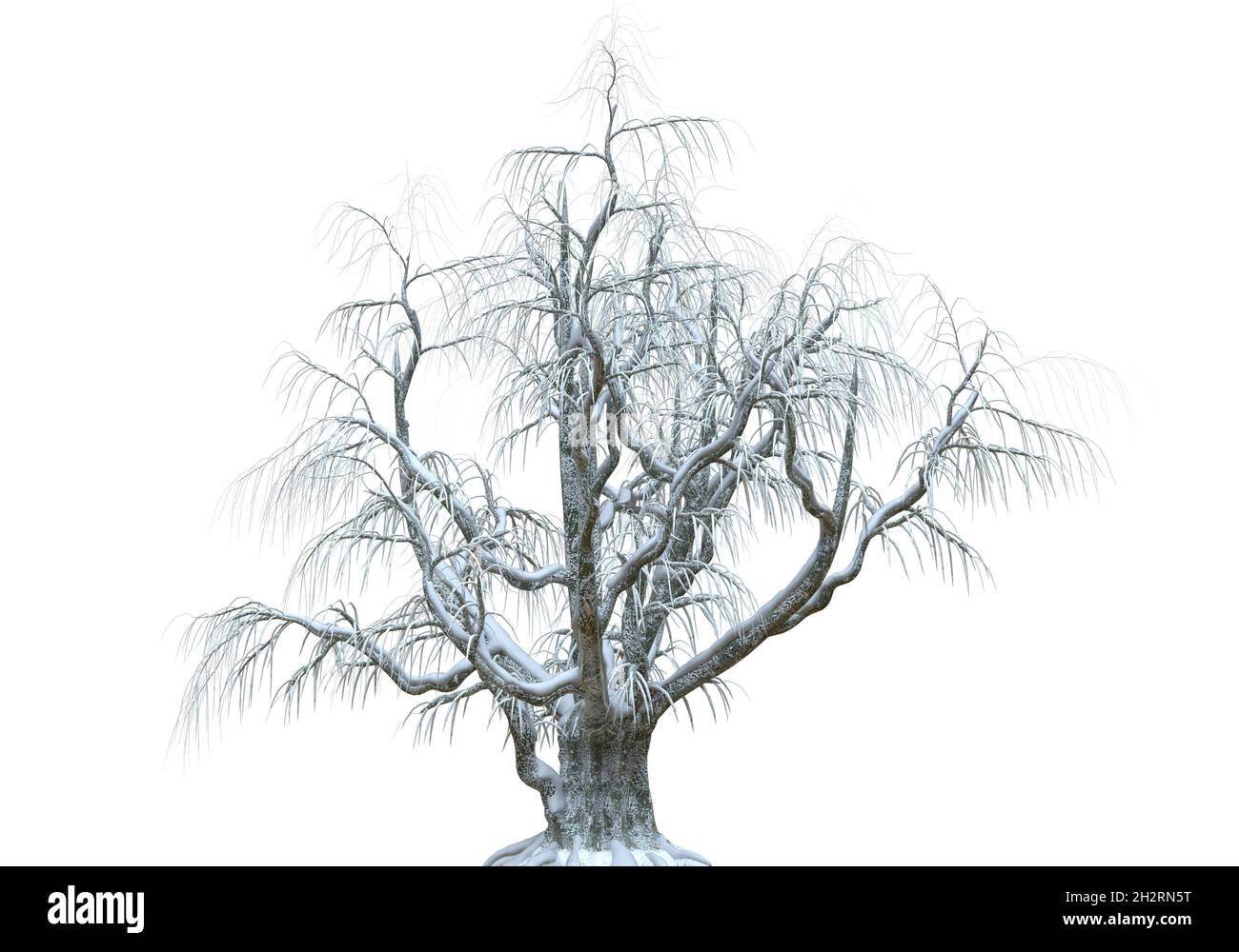 3D illustration winter tree under the snow isolated on white background ...