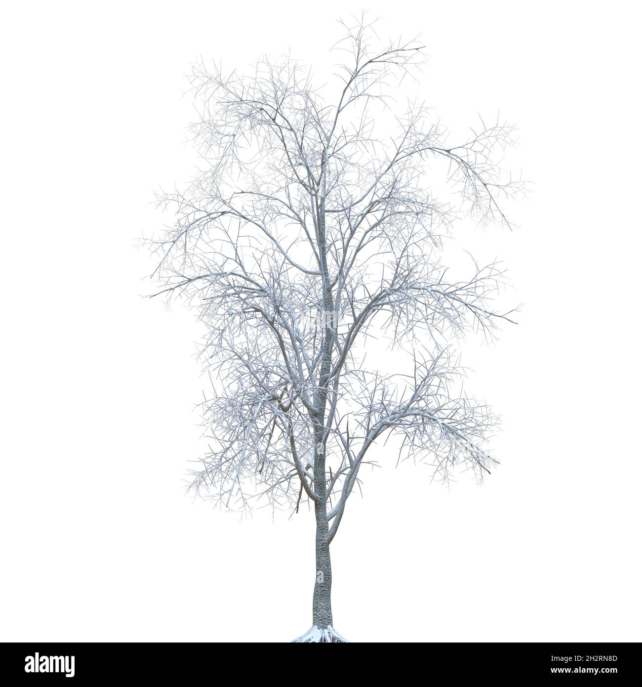 3D illustration winter tree under the snow isolated on white background ...