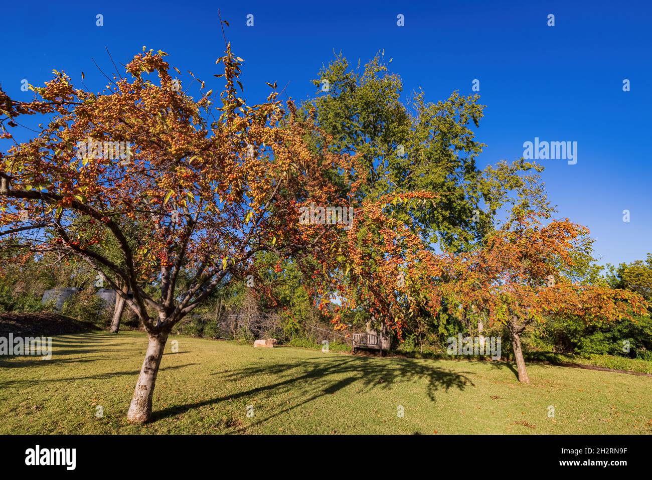 Oklahoma fruit tree hi-res stock photography and images - Alamy