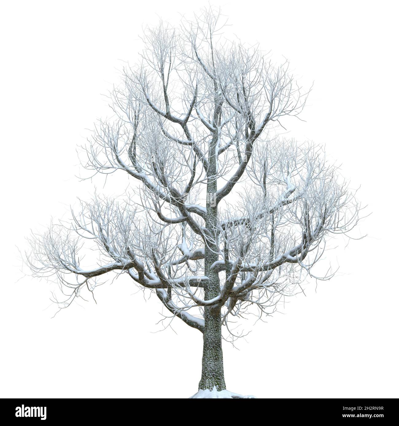 3D illustration winter tree under the snow isolated on white background ...