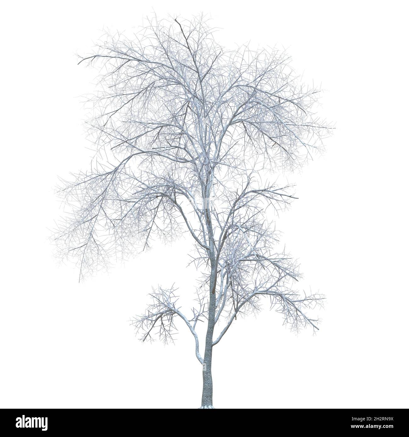 3D illustration winter tree under the snow isolated on white background ...