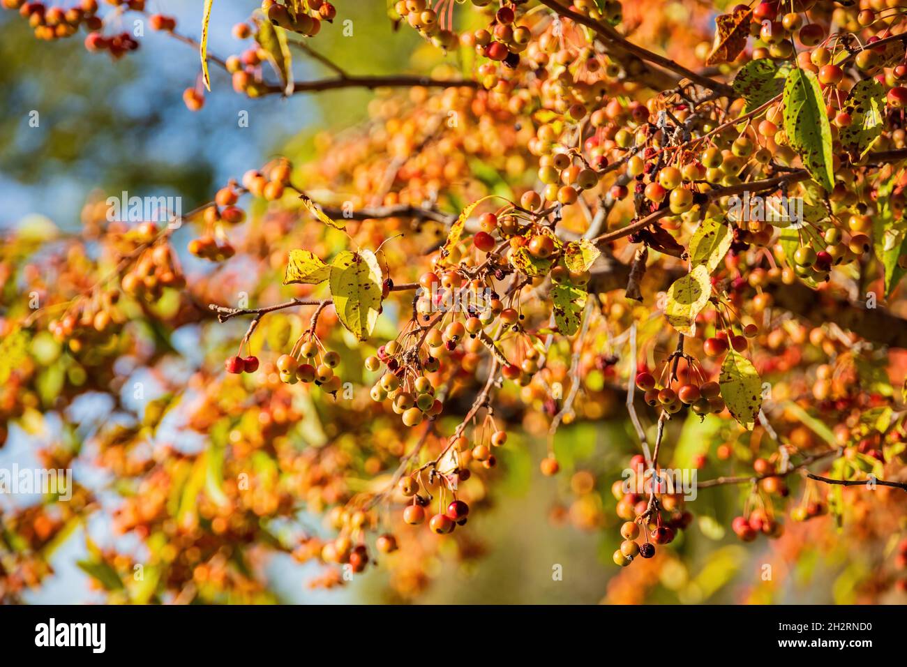 Oklahoma fruit tree hi-res stock photography and images - Alamy