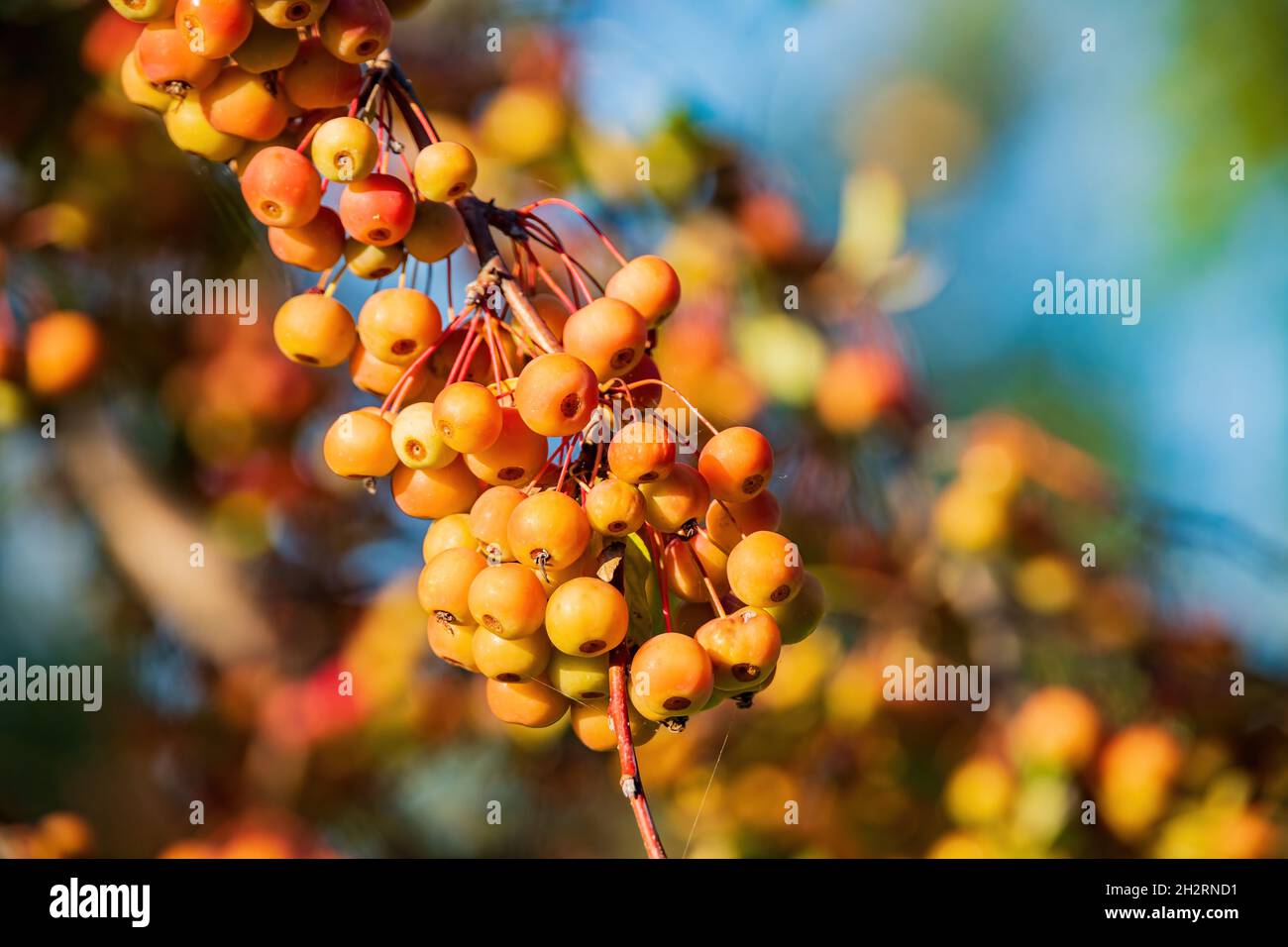 Oklahoma fruit tree hi-res stock photography and images - Alamy