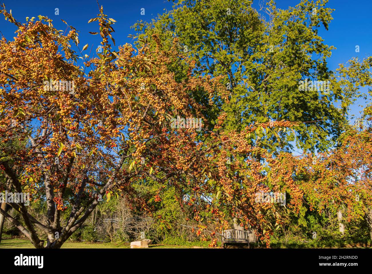 Oklahoma fruit tree hi-res stock photography and images - Alamy
