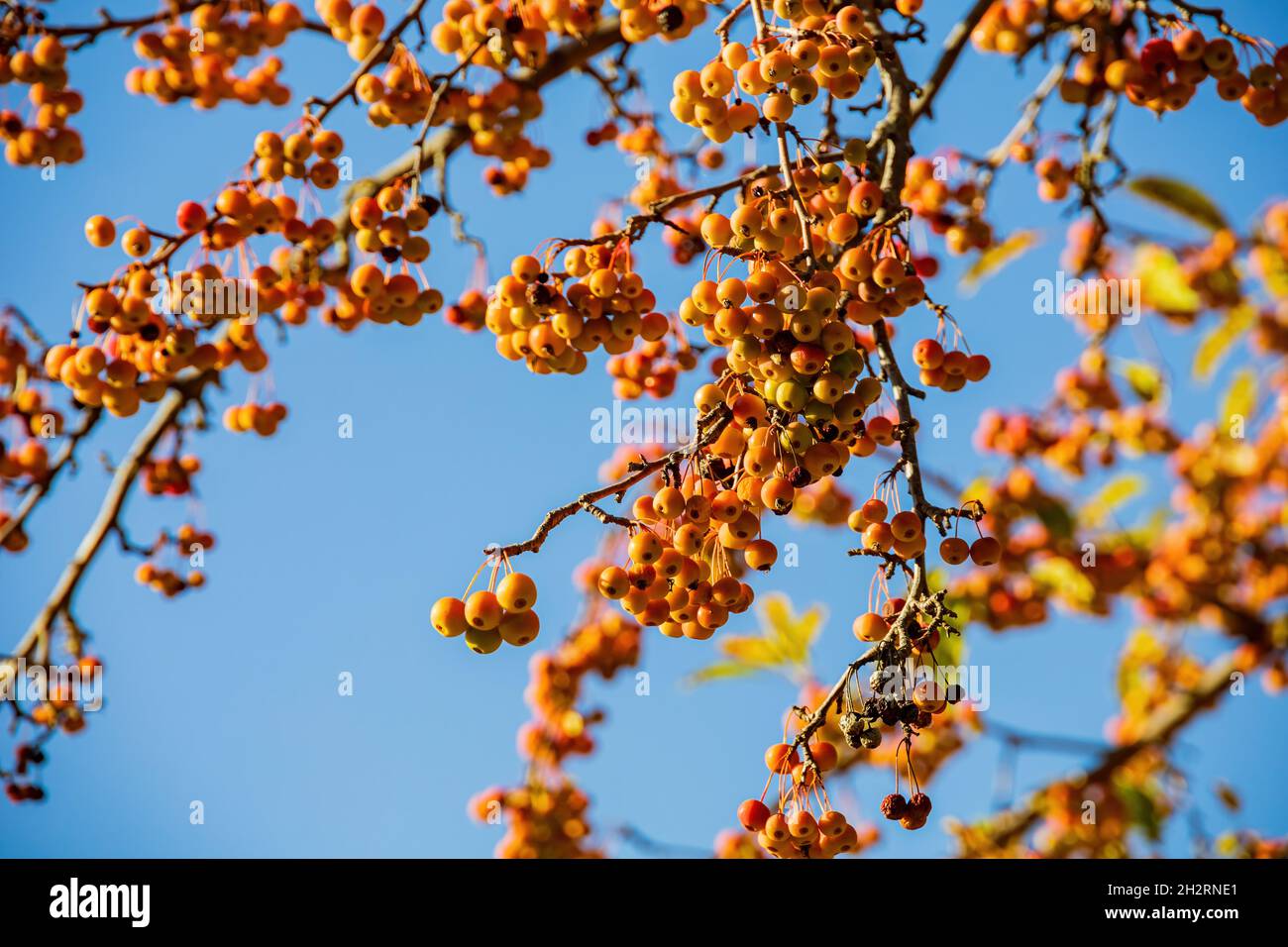 Oklahoma fruit tree hi-res stock photography and images - Alamy