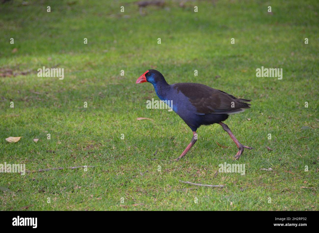 Purple swamphen western australia hi-res stock photography and images ...