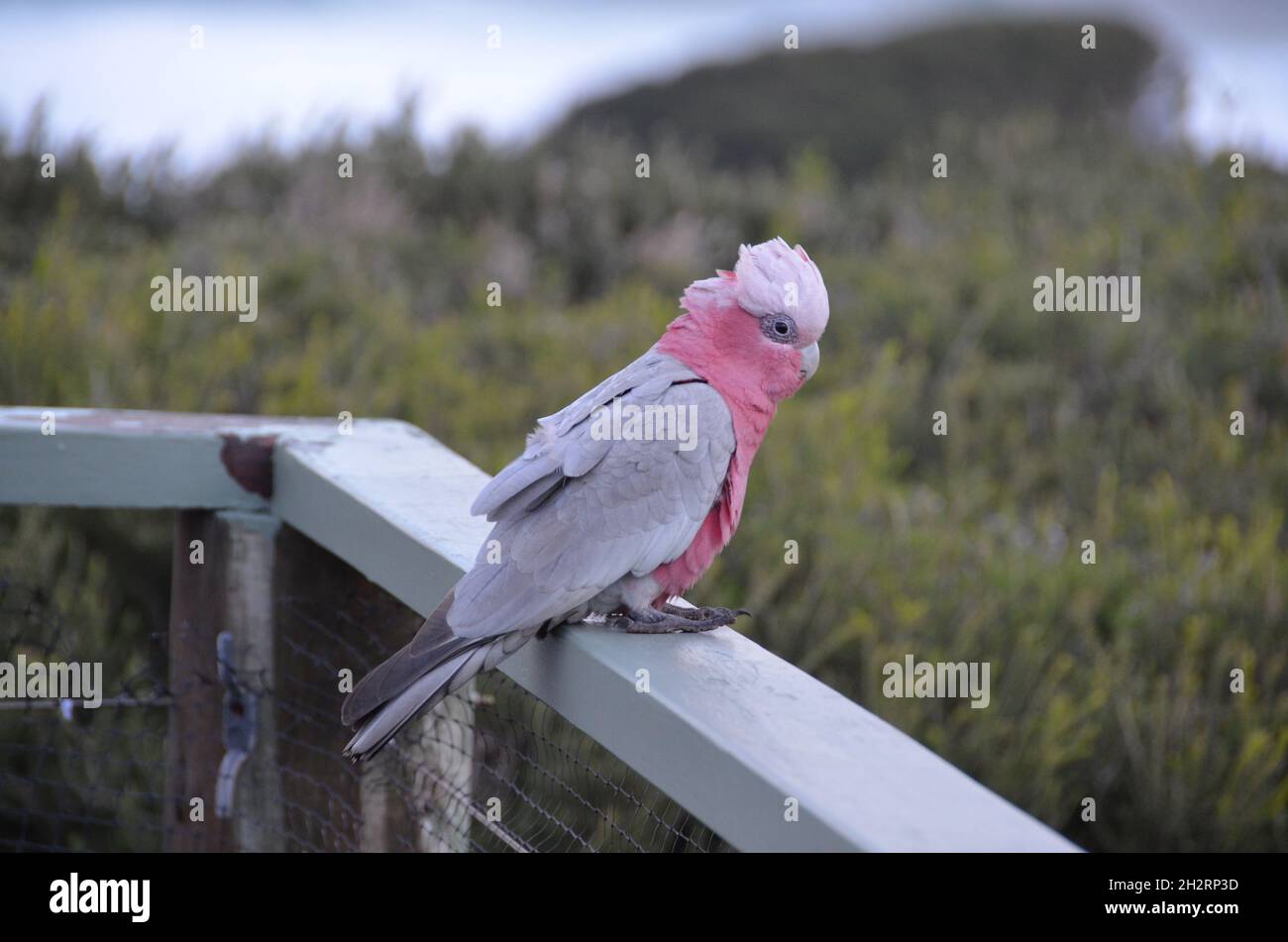 cute pink and grey galah western australia Stock Photo - Alamy