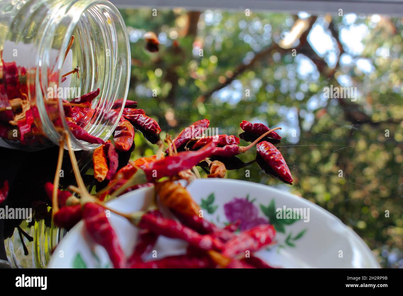 Dried spicy green peppers on a shiny black table coming from a jar ...