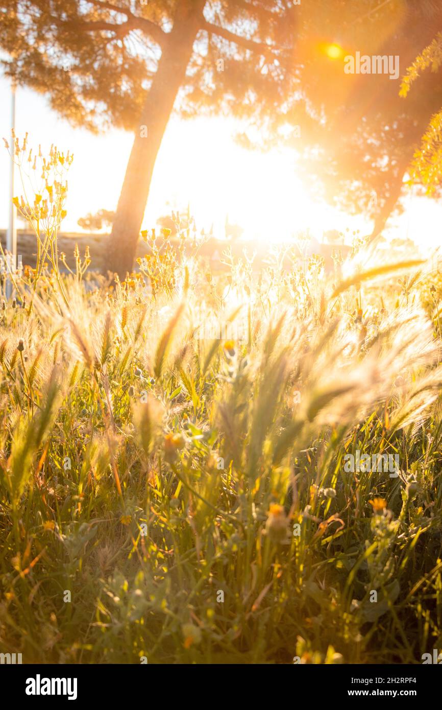 A beautiful landscape with morning sunlit Stock Photo - Alamy