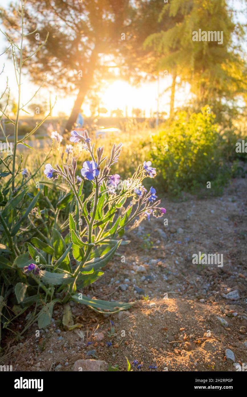 A beautiful landscape with morning sunlit Stock Photo - Alamy