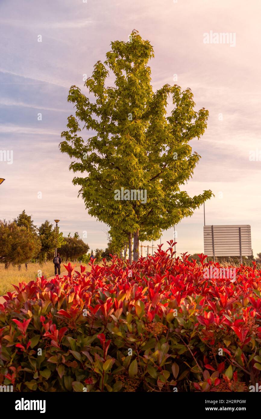 A tree behind red robin plants in the field Stock Photo - Alamy