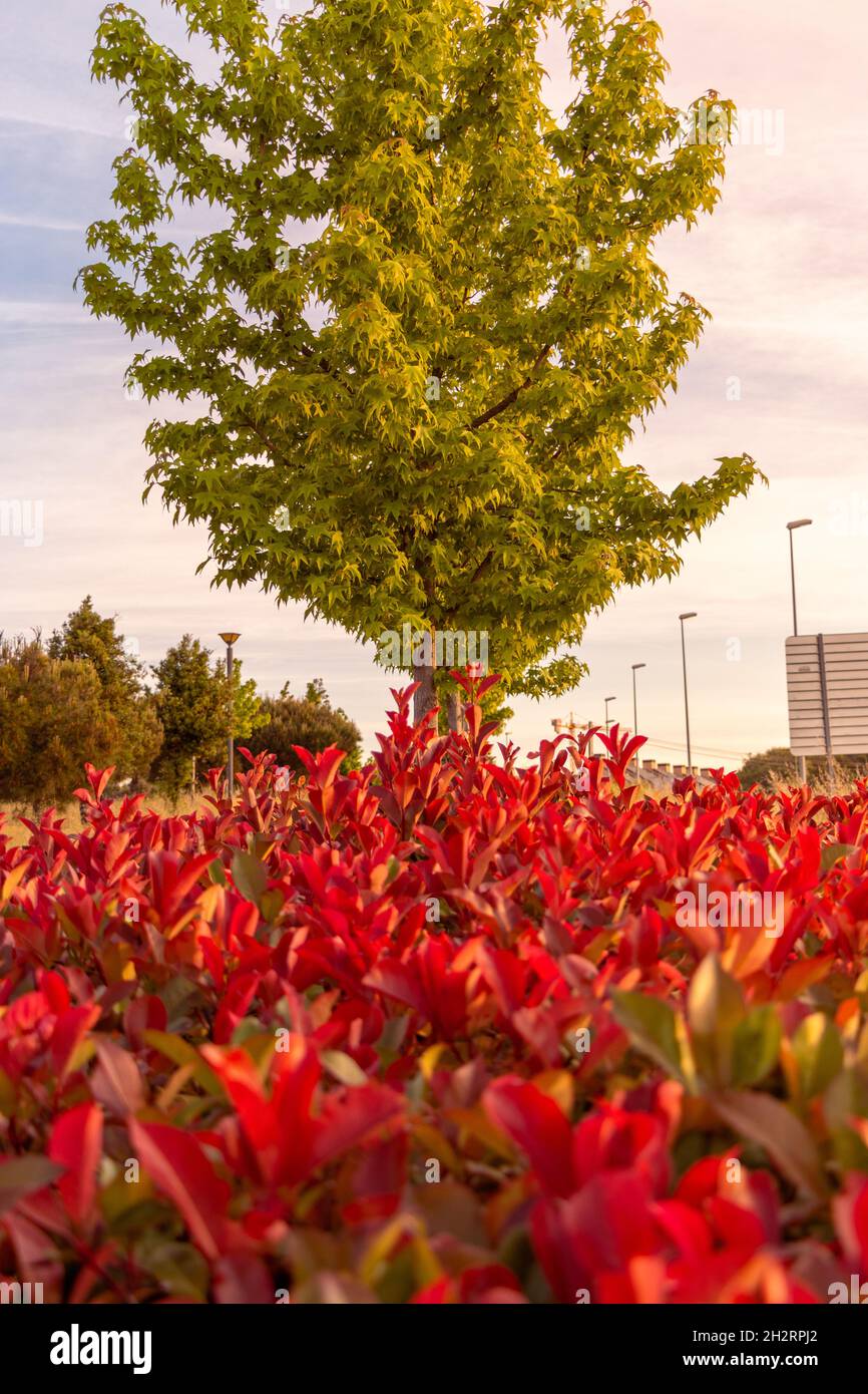 A tree behind red robin plants in the field Stock Photo - Alamy