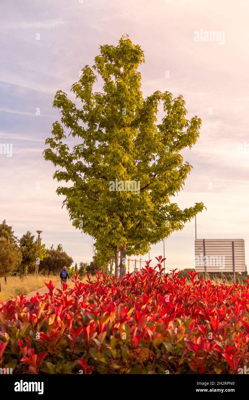 A tree behind red robin plants in the field Stock Photo - Alamy