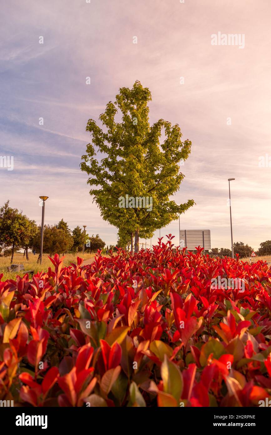 A tree behind red robin plants in the field Stock Photo - Alamy