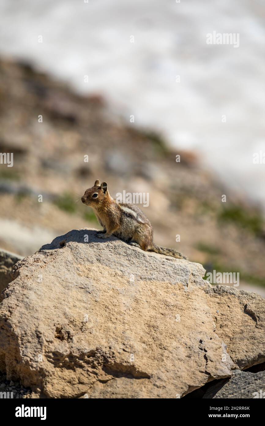 golden mantled squirrel in its natural habitat in Mt. Rainier national ...