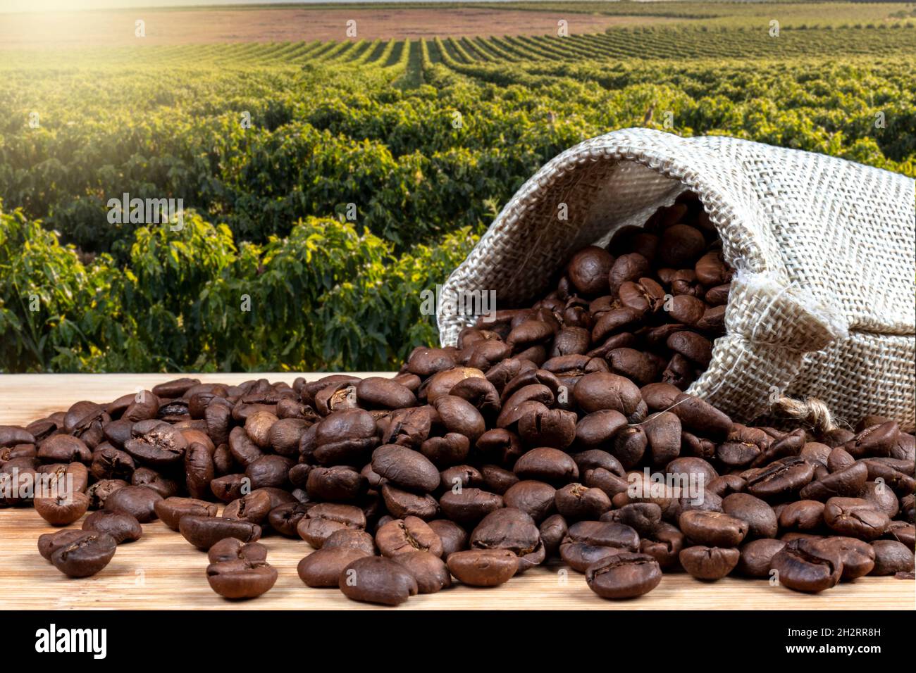 Brazilian farmer cultivate hi-res stock photography and images - Alamy
